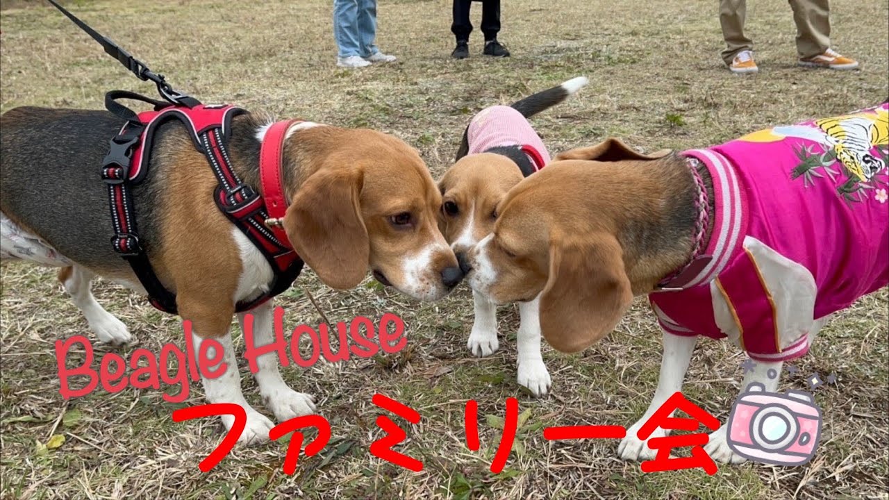 [ビーグル]Beagle House ファミリー会 - WACOCA PETS