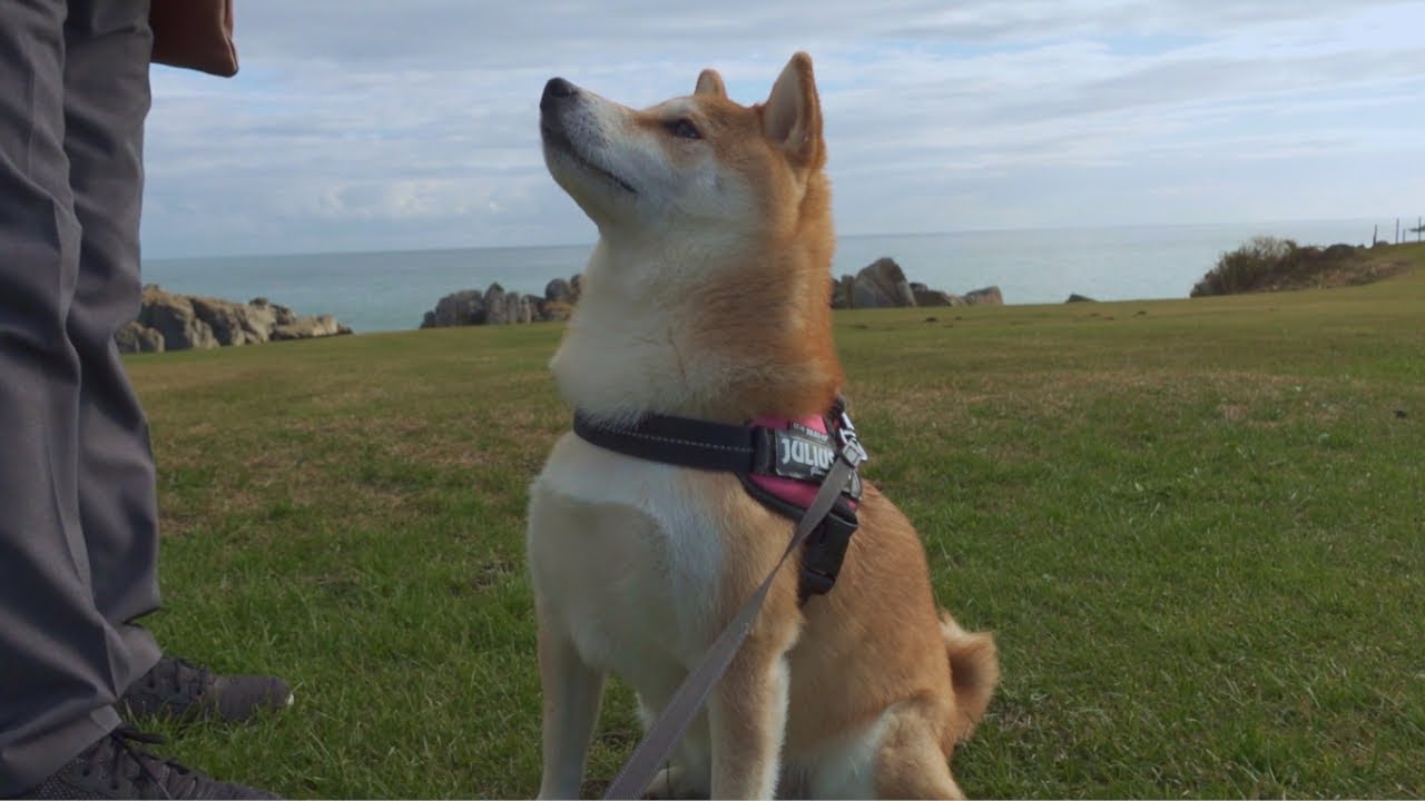 うちの柴犬姫、雑誌の専属モデルどうですか？ - WACOCA PETS