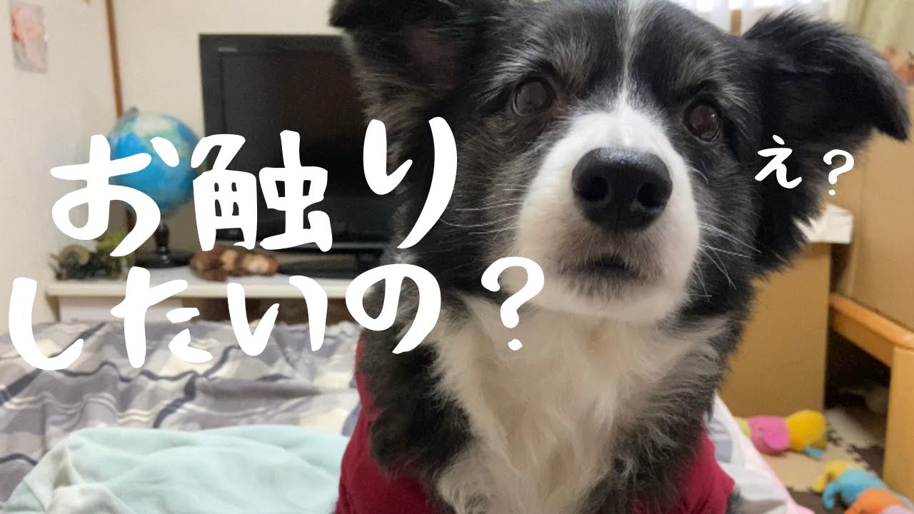 飼い主の痴 行為を無の顔で受け入れるボーダーコリー - WACOCA PETS