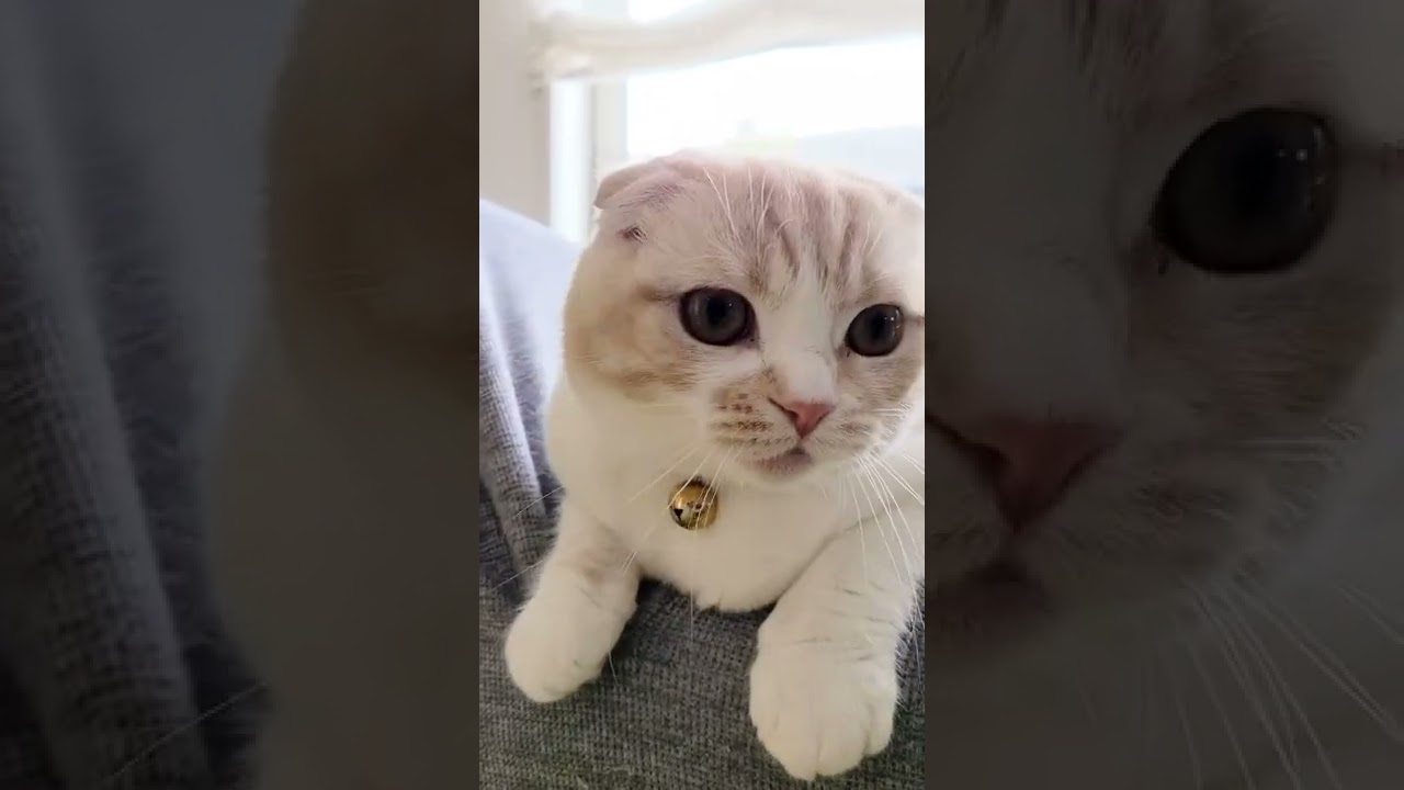 お腹が空いたとしゃべる子猫が可愛すぎる #Shorts - WACOCA PETS