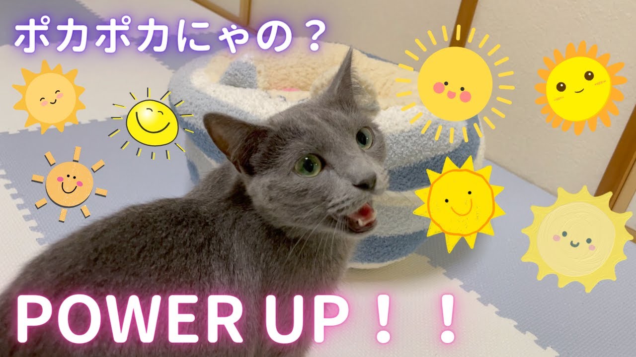 温かさPOWER UP！な猫（ロシアンブルー） - Pets | WACOCA JAPAN: People, Life, Style