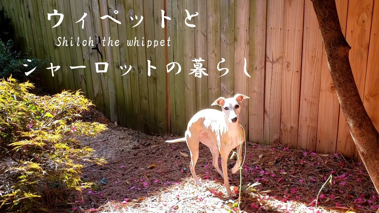 ウィペット1歳、避妊手術について考える - WACOCA PETS