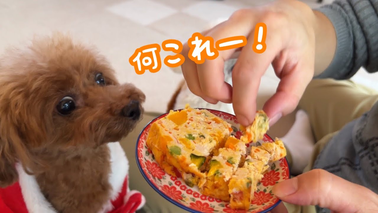 クリスマスのご馳走に夢中になったトイプードルです - WACOCA PETS