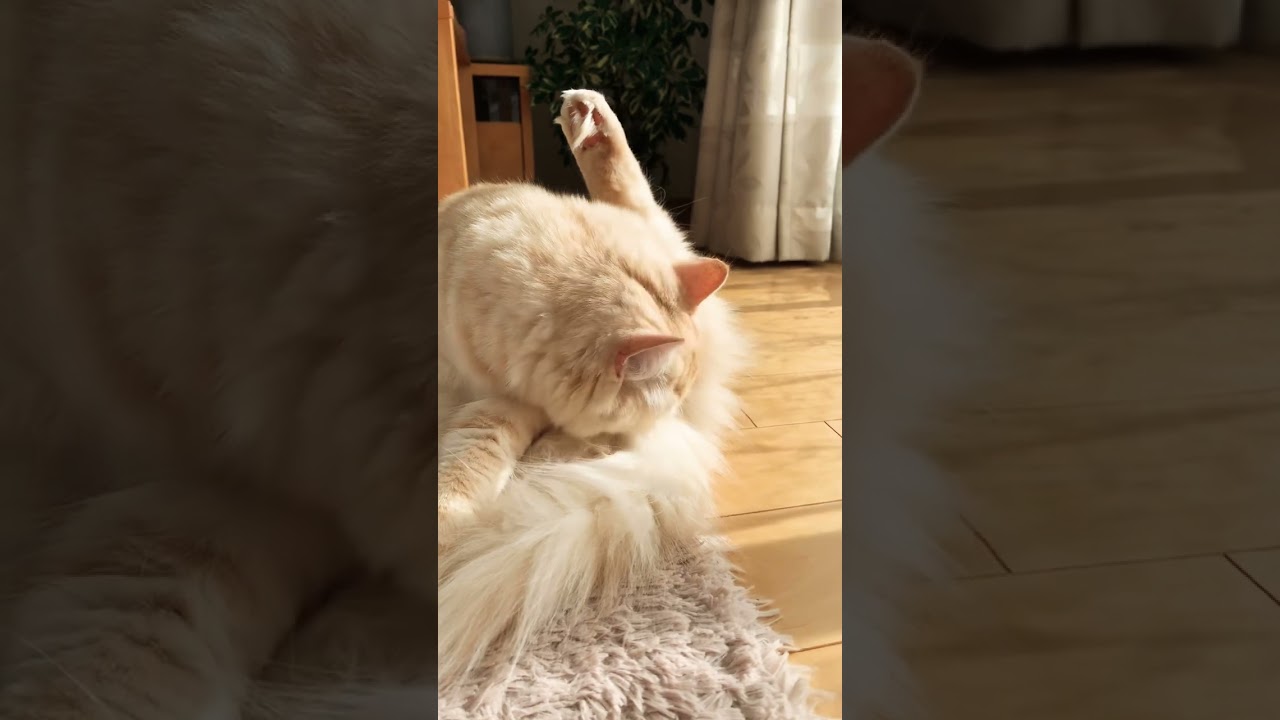 キレイキレイ🧼#スコティッシュフォールド #猫 #癒し動画 #癒し #猫動画 #cat - WACOCA PETS