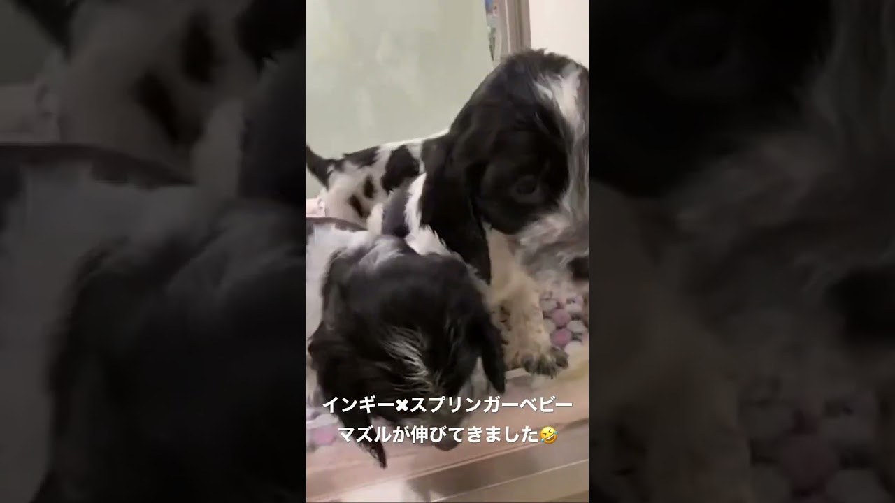 イングリッシュコッカー×スプリンガーベビーたち - WACOCA PETS