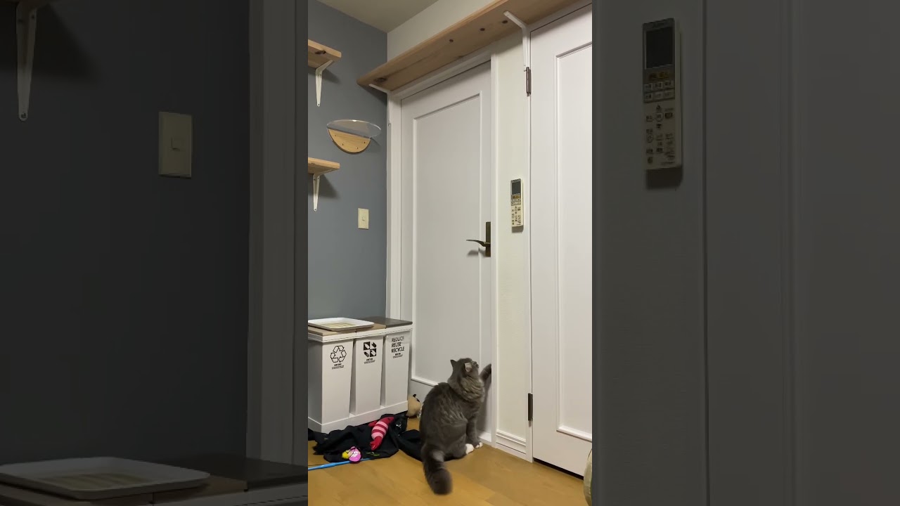 64】サイベリアンが脱走？ฅ^•ω•^ฅ #shorts - Pets | WACOCA JAPAN: People, Life, Style