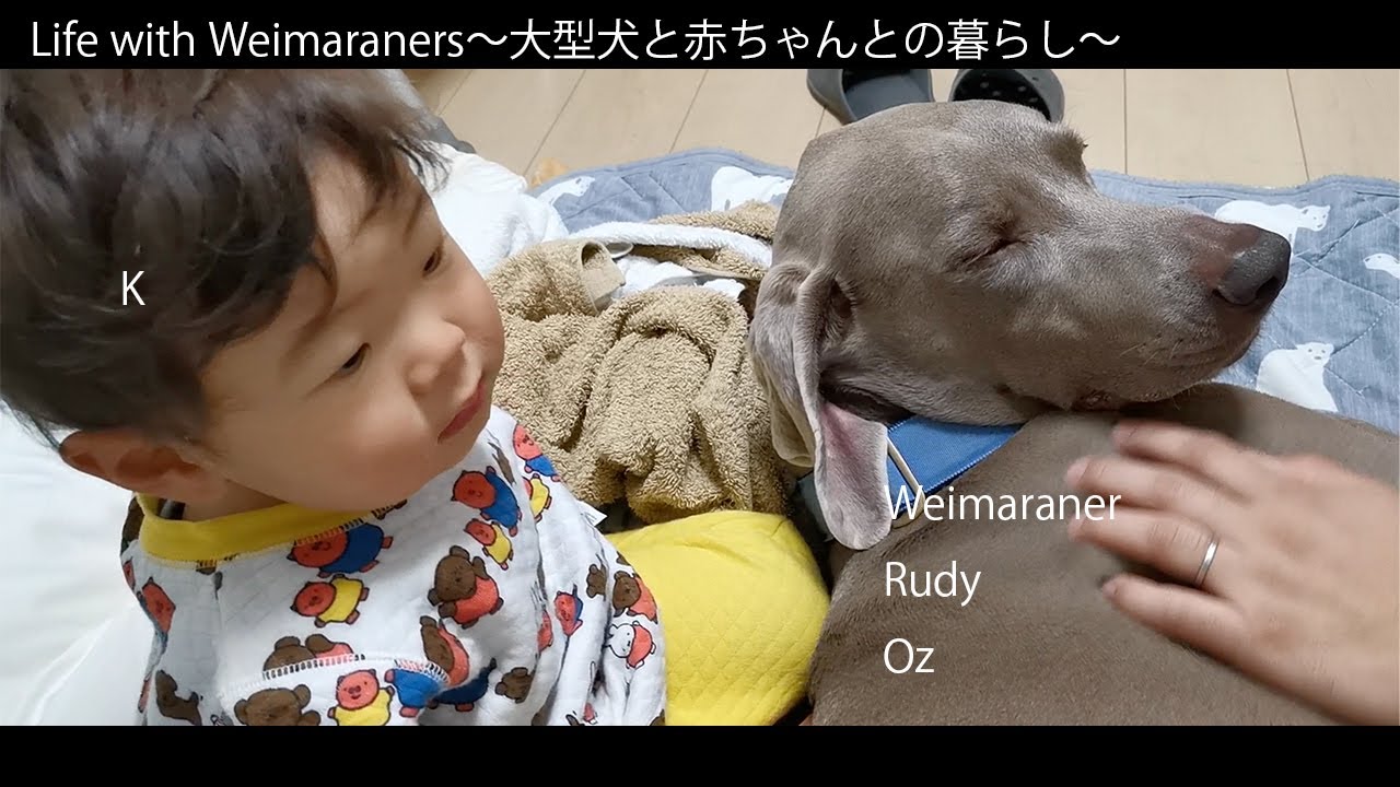 赤ちゃんKくんを受け入れるワイマラナー'S - WACOCA PETS