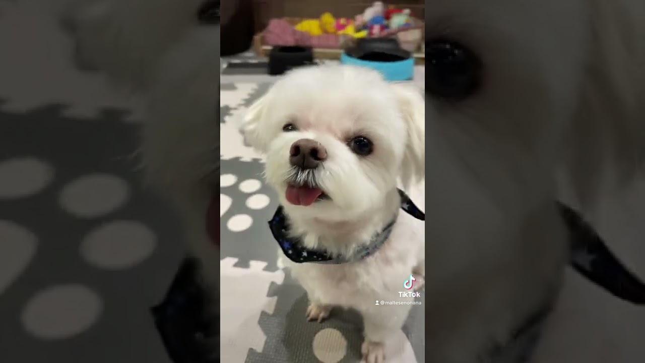 #shorts トリミングで別犬になった犬🐶【マルチーズ】 - WACOCA PETS