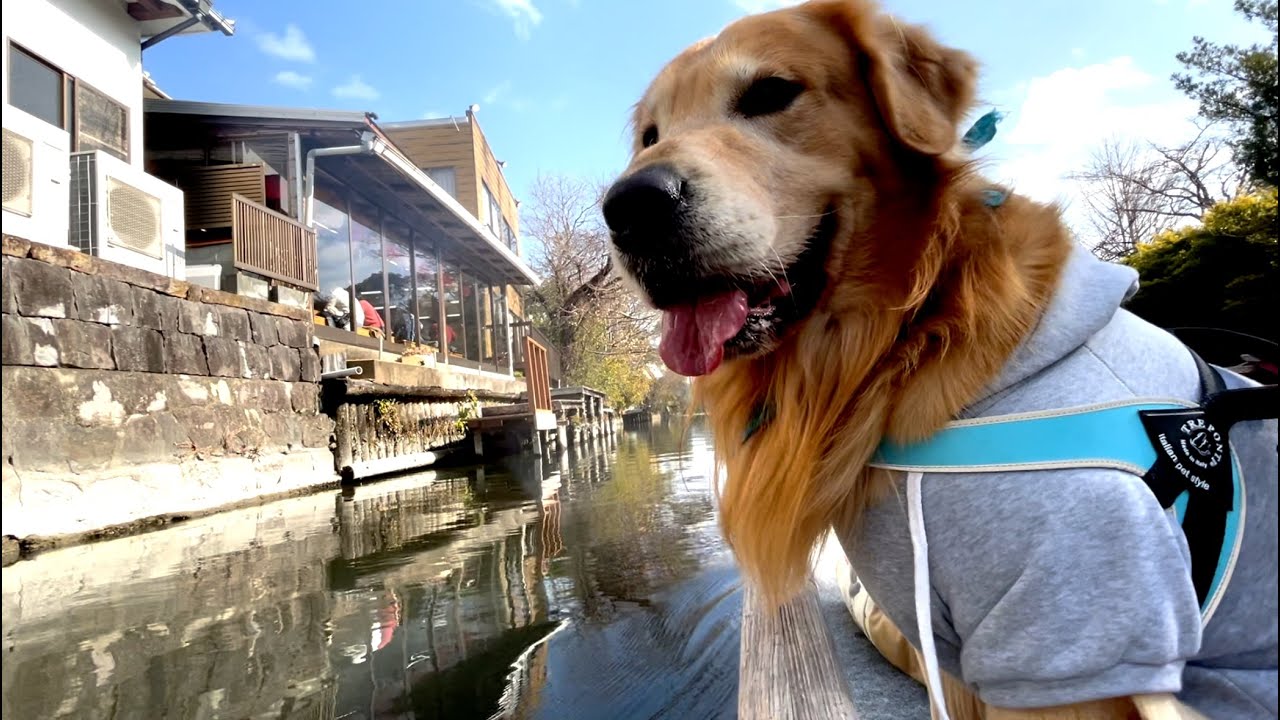 船で川を下る粋なゴールデンレトリバー。感動する飼い主との温度差が悲しい。 - WACOCA PETS