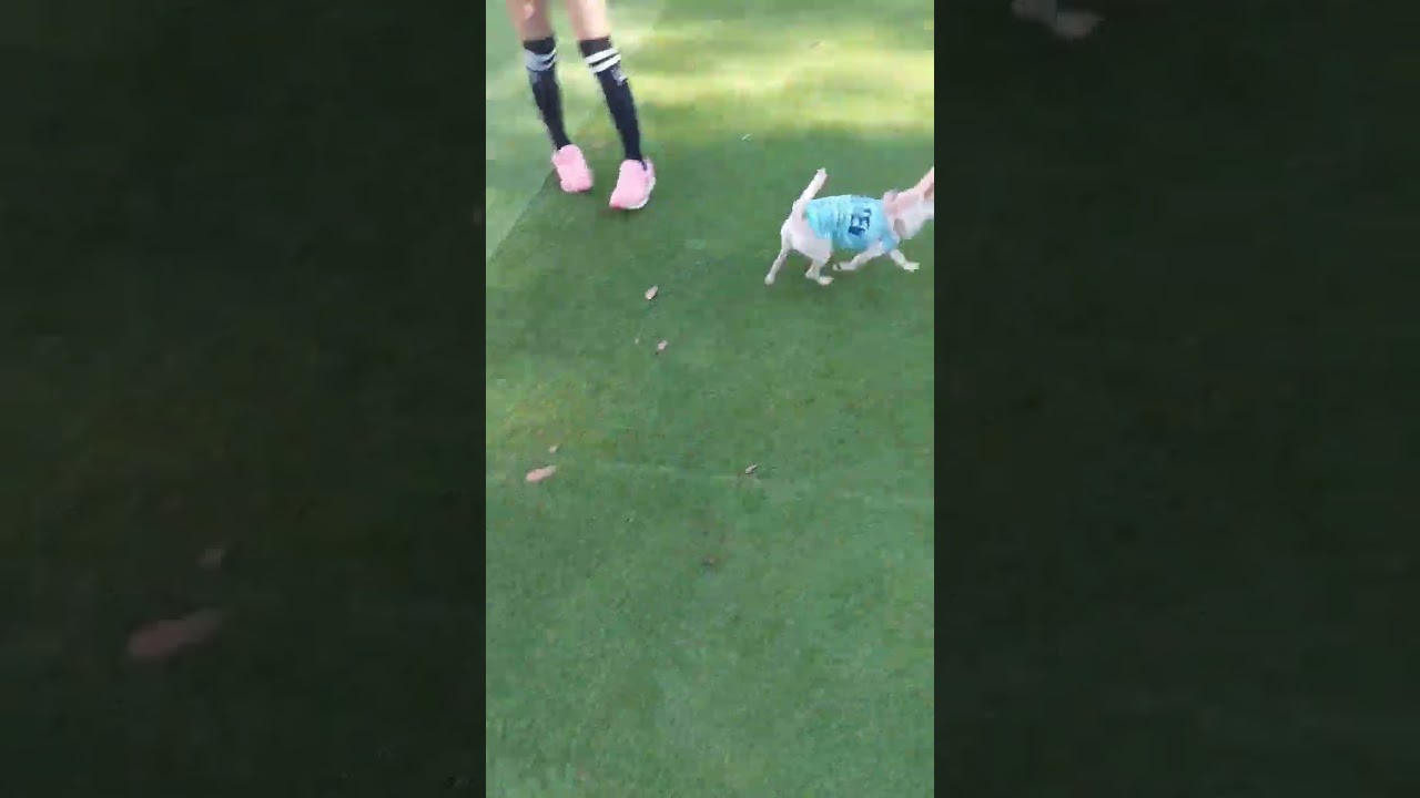 目が回る～🤣#すむちー #スムースコートチワワ - WACOCA PETS