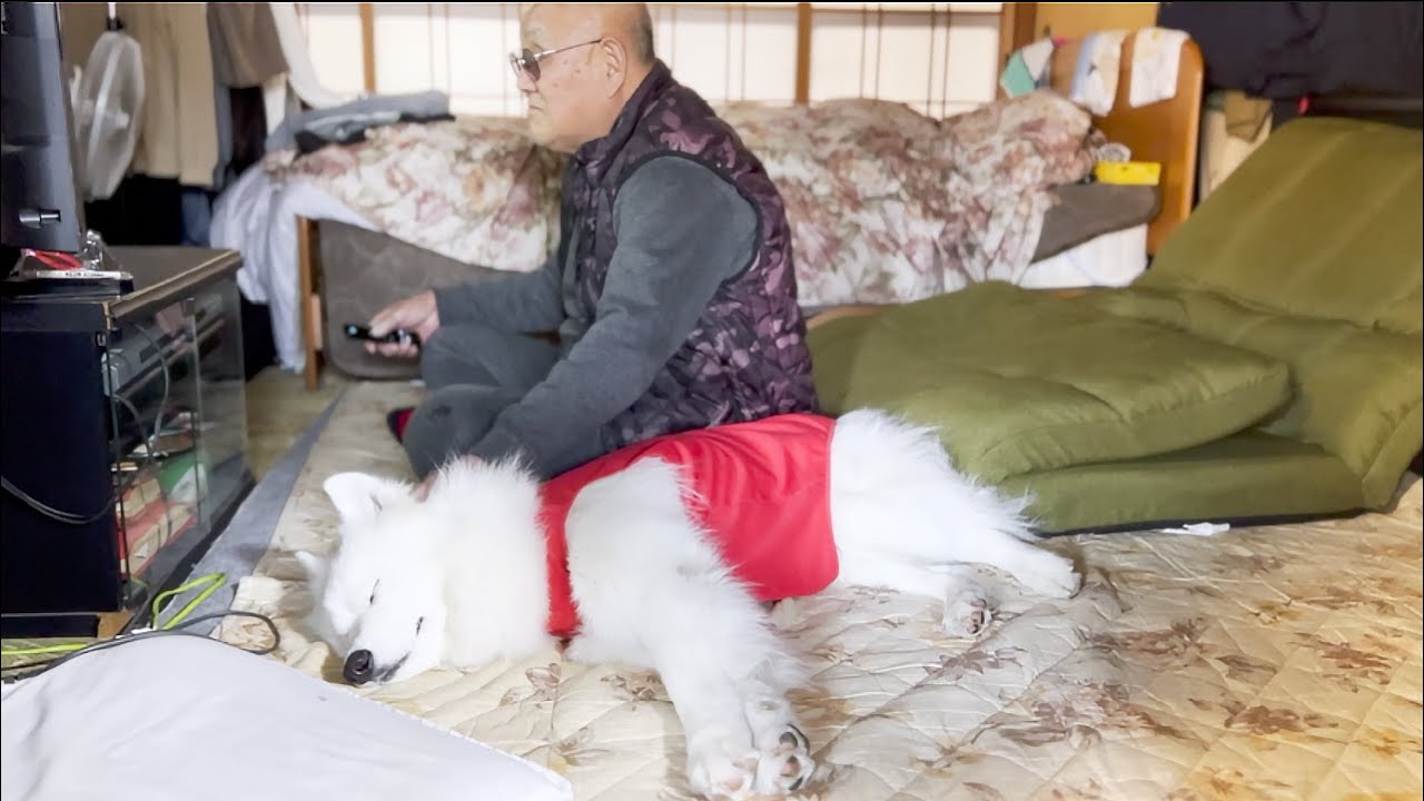 じいちゃんに犬を預けたらこうなっていました…w【サモエド】 - WACOCA PETS