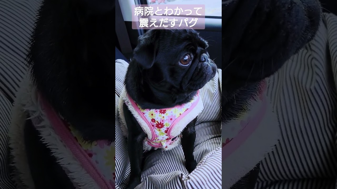 病院とわかって震えだす黒パグ海苔。 #パグ #黒パグ #犬 - WACOCA PETS