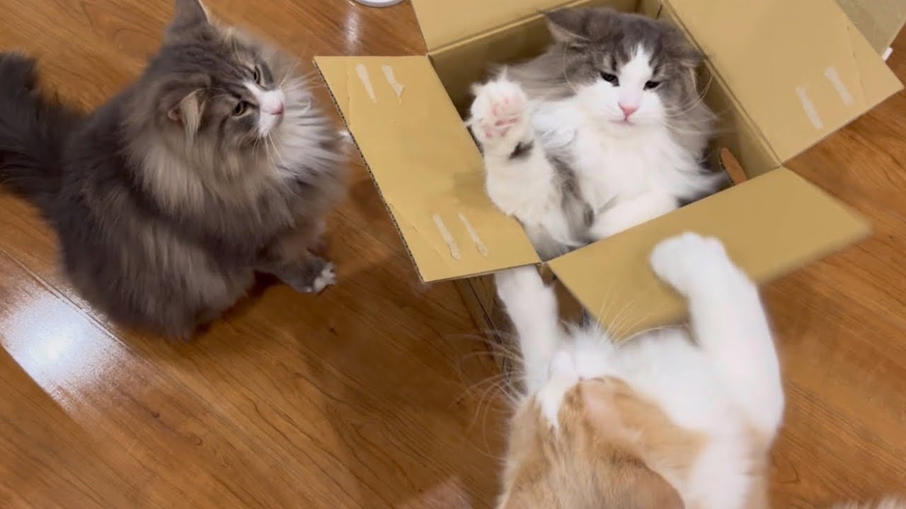 【かわいい ︎】段ボール箱大好きノルウェージャンフォレストキャットww - WACOCA PETS