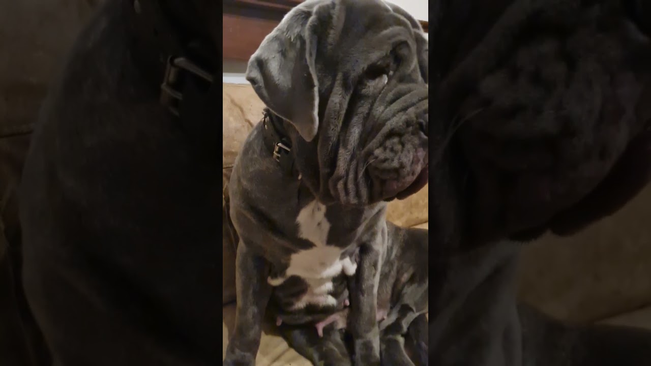 Majestic Mastino - WACOCA PETS