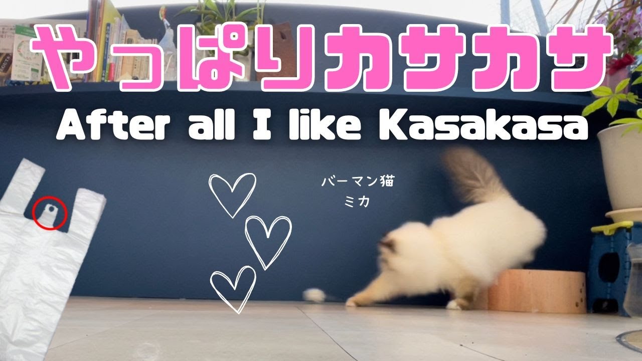 バーマン猫ミカ【やっぱりカサカサ】After all I like Kasakasa（バーマン猫）Birman/Cat - Pets | WACOCA JAPAN: People, Life ...