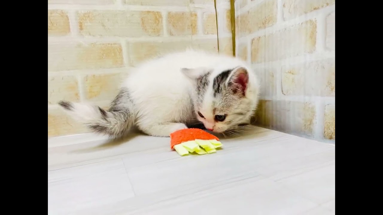 ペットプラザフレンディ スコティッシュフォールド r5-02-091 - WACOCA PETS