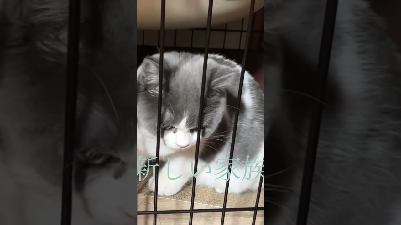 ブリティッシュショートヘア（ブルーホワイト） 柴犬 - WACOCA PETS