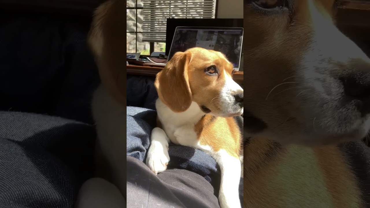 哀愁漂うセクシーなビーグル犬 #beagle #いぬ #ビーグル - WACOCA PETS