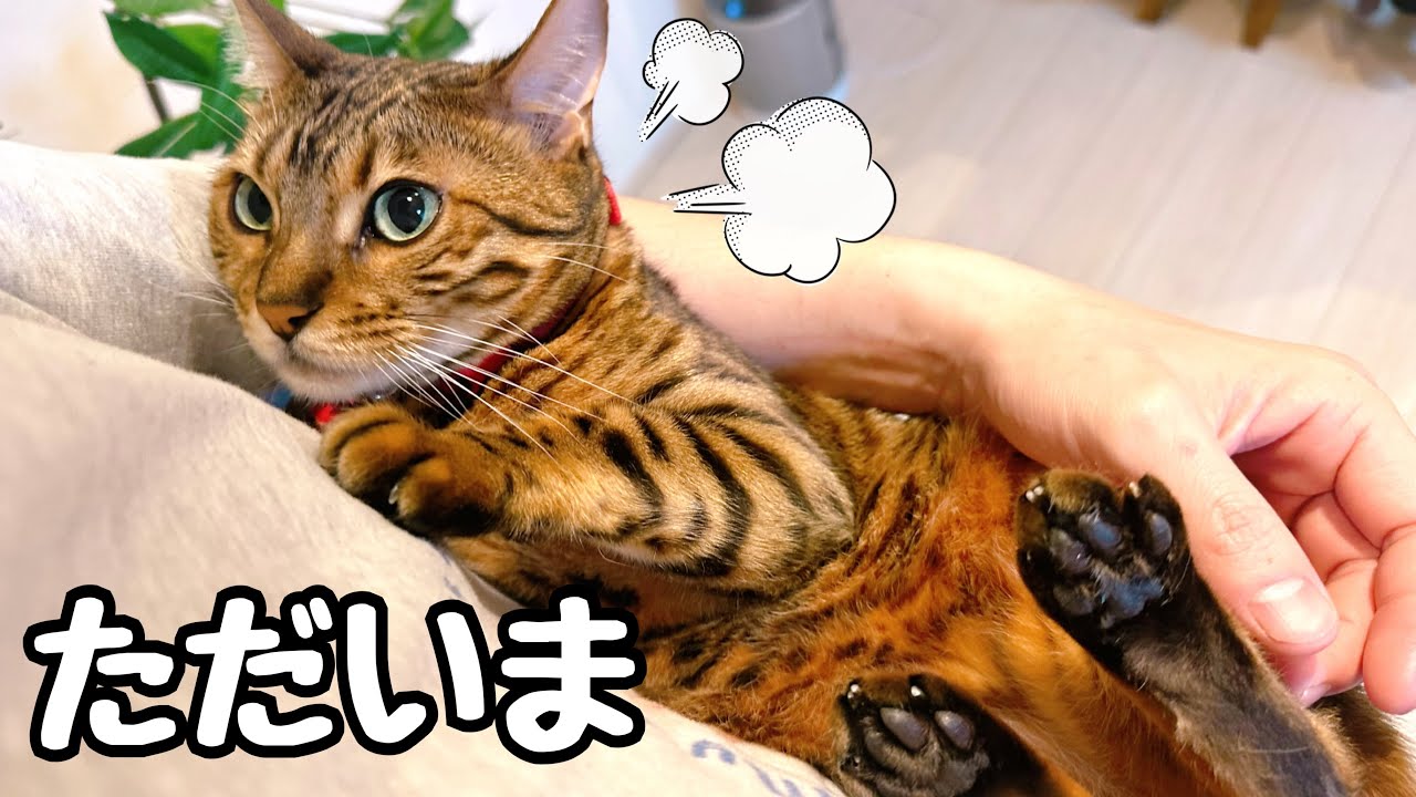 旅行から帰るとまず猫から可愛いお説教を頂きます - WACOCA PETS