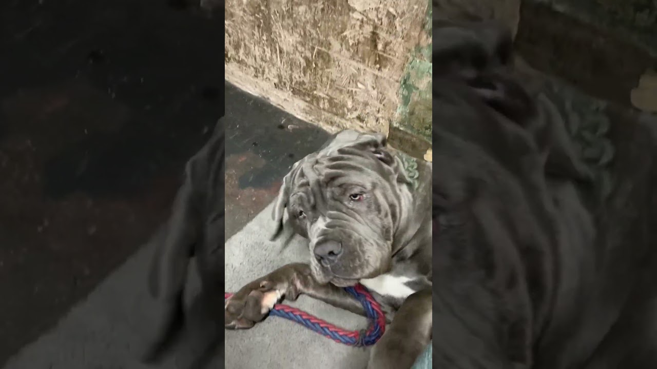 Big Dog loves a stroke 🐕 - Pets | WACOCA JAPAN: People, Life, Style