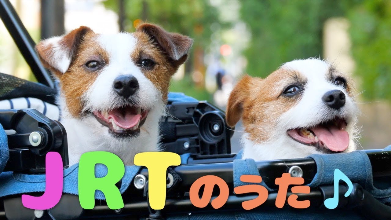 ジャックの歌作りました「JRTのうた」/ジャックラッセルテリア - WACOCA PETS