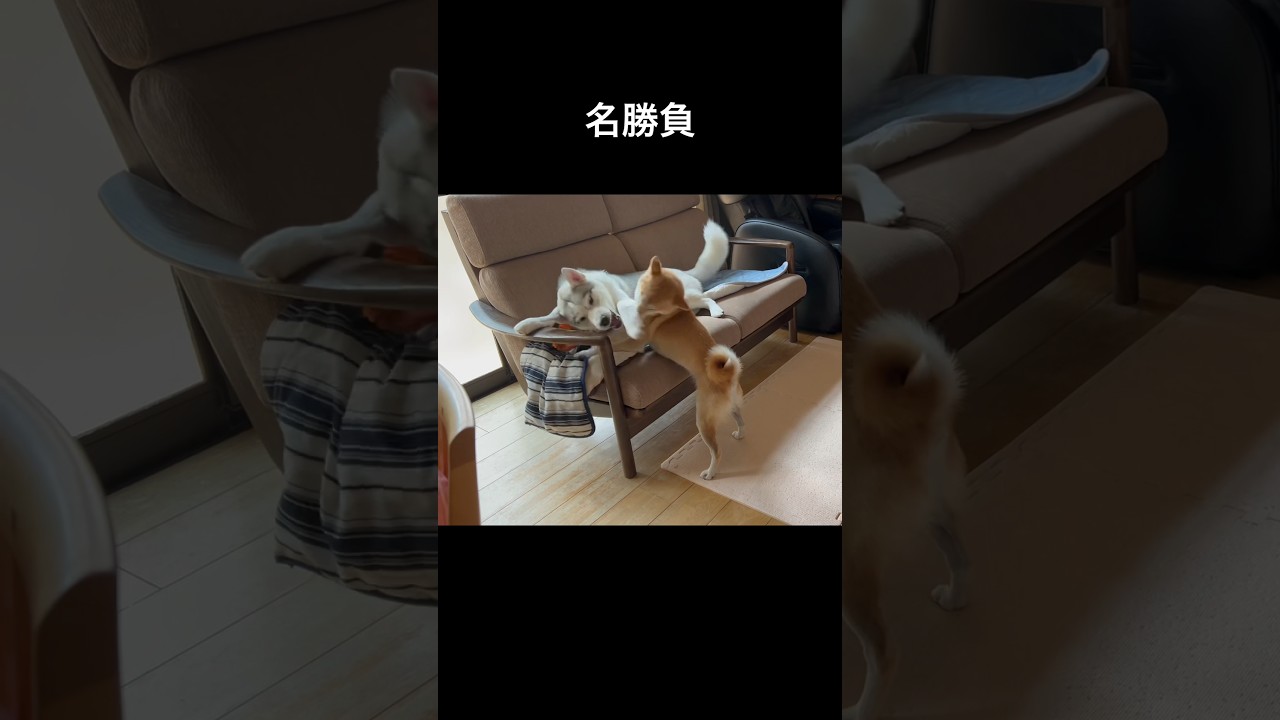 柴犬とハスキーのわんわんタイトルマッチ #shorts - WACOCA PETS