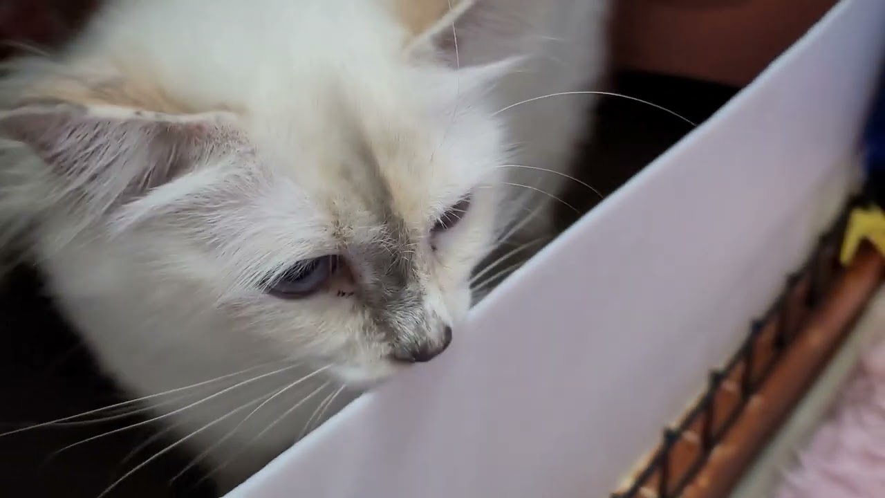 バーマン子猫達です - WACOCA PETS