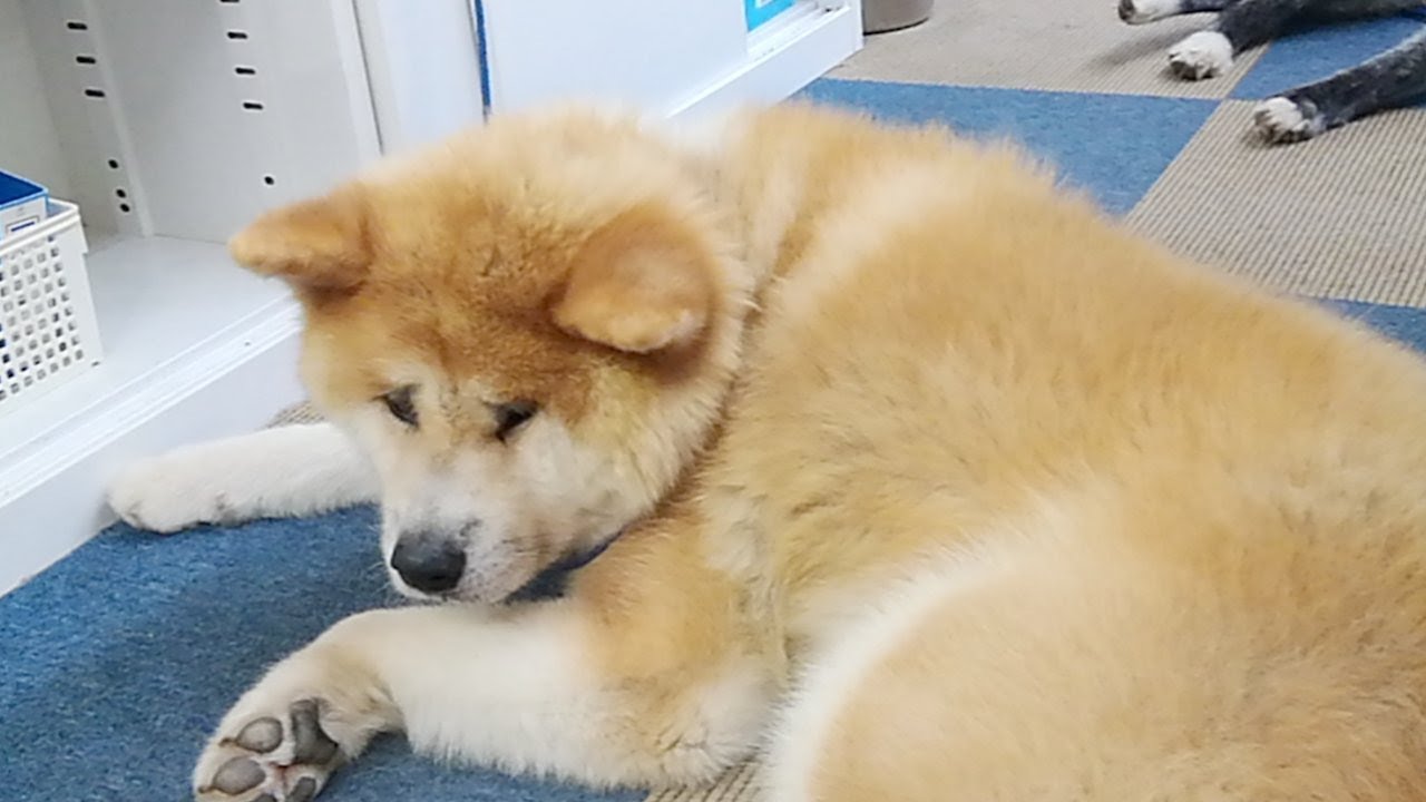 秋田犬会館配信！ - WACOCA PETS