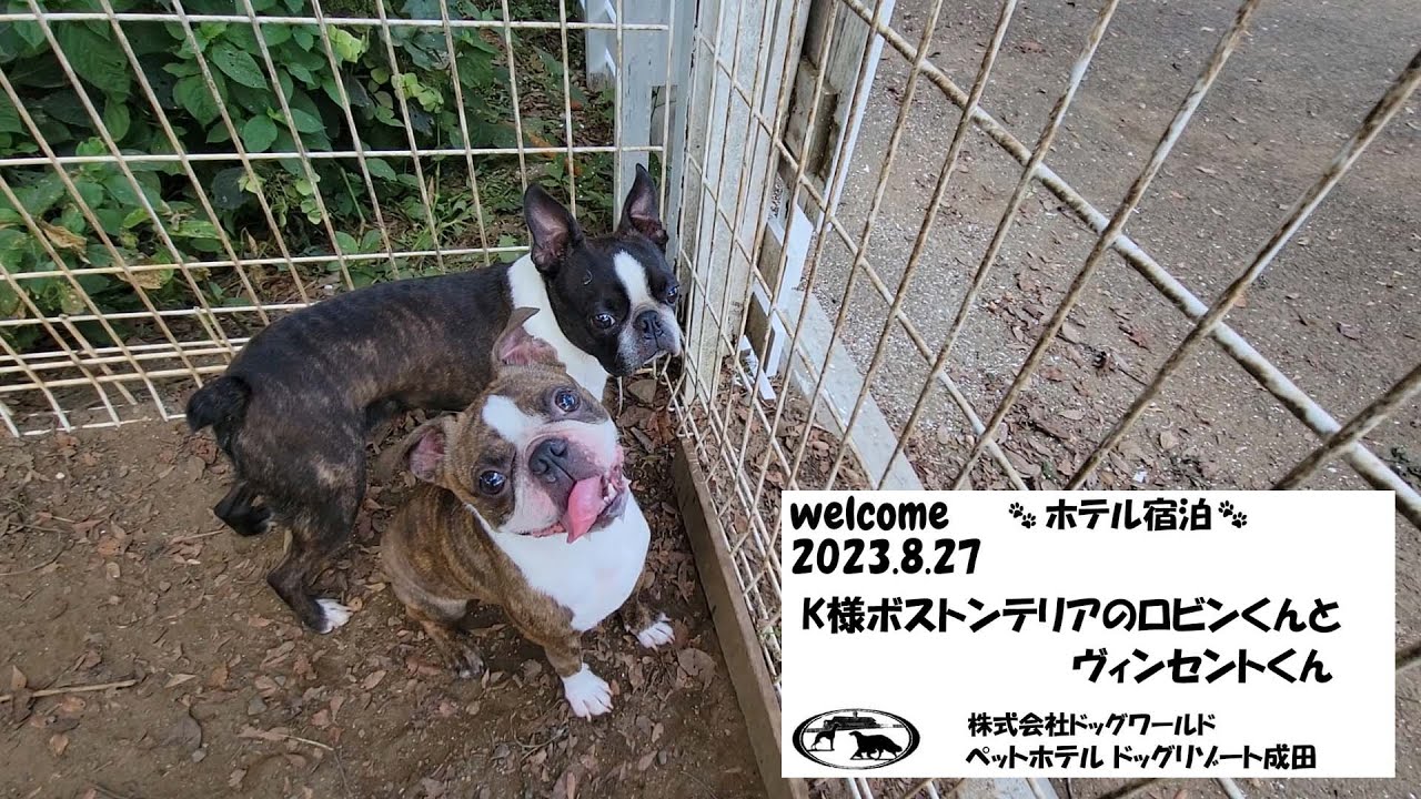 ペットホテル宿泊 K様ボストンテリアのロビンくんとヴィンセントくん8/26 - WACOCA PETS