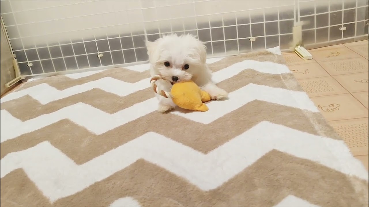 マルチーズの子犬 - WACOCA PETS