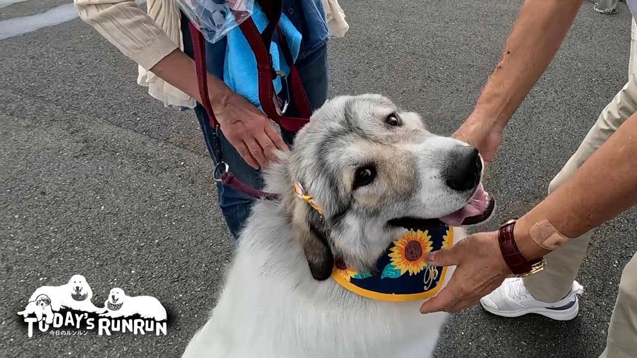 みんなとおそろいのスタイで帰宅したベルです Great Pyrenees グレートピレニーズ - WACOCA PETS