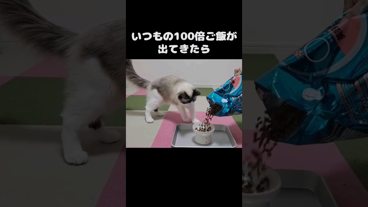 いつもの100倍ご飯が出てきたら#shorts #ラグドール #悪魔の子 #ドッキリ - WACOCA PETS