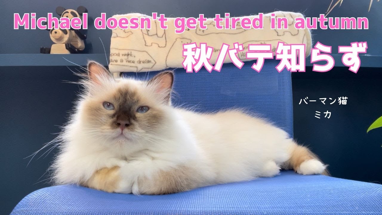 バーマン猫ミカ【秋バテ知らず】Michael doesn't get tired in autumn（バーマン猫）Birman/Cat ...