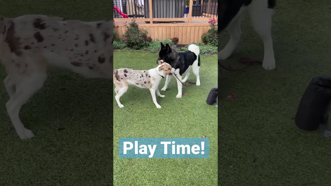 Teaching Dogs to Play Politely. Metro Detroit Dog Training (313) 208-2392 - WACOCA PETS