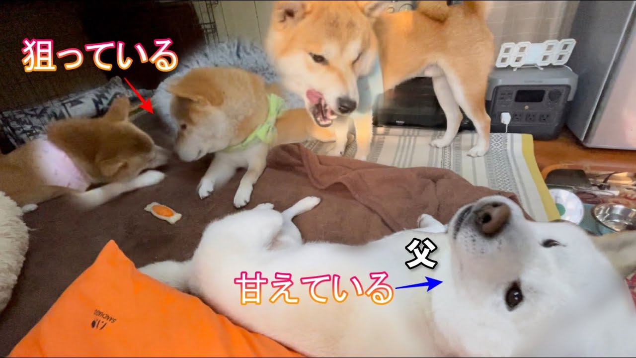 父柴犬が甘えている間でも沈黙戦な柴犬たちが可愛いw - WACOCA PETS