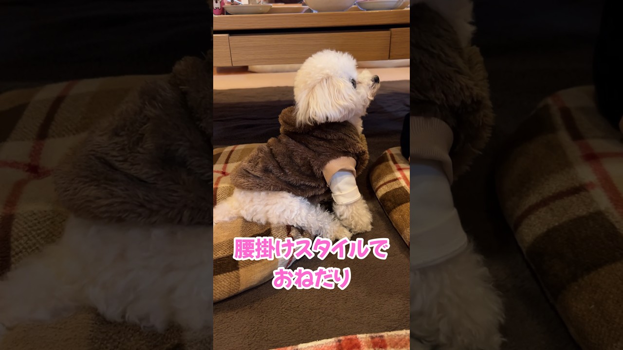 腰掛ける姿が可愛過ぎるトイプードル #shorts - WACOCA PETS