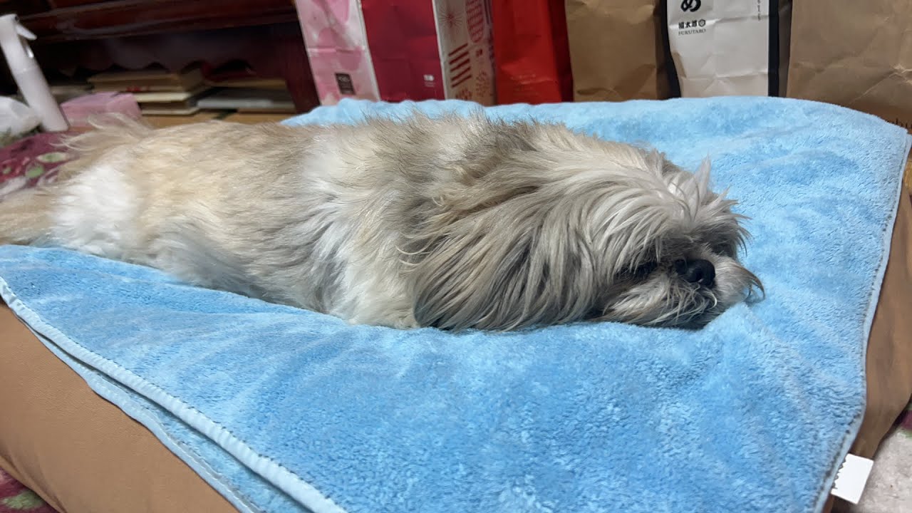 【シーズー犬あうんのてんぽ】 - WACOCA PETS