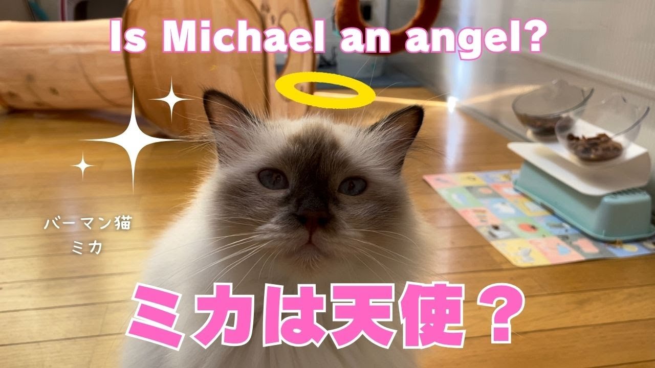 バーマン猫ミカ【ミカは天使？】Is Michael an angel?（バーマン猫）Birman/Cat - WACOCA PETS