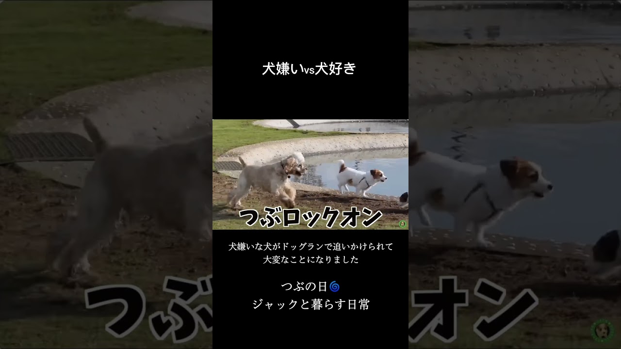 犬嫌い犬vs犬好き犬 #jrt #ジャックラッセルテリア #dog #犬 - WACOCA PETS