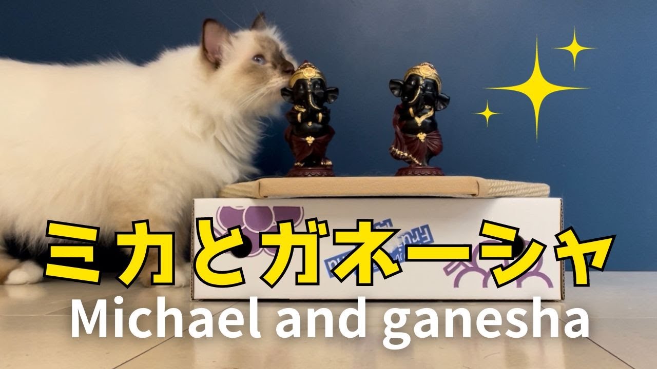 バーマン猫ミカ【ミカとガネーシャ】Michael and ganesha（バーマン猫）Birman/Cat - WACOCA PETS
