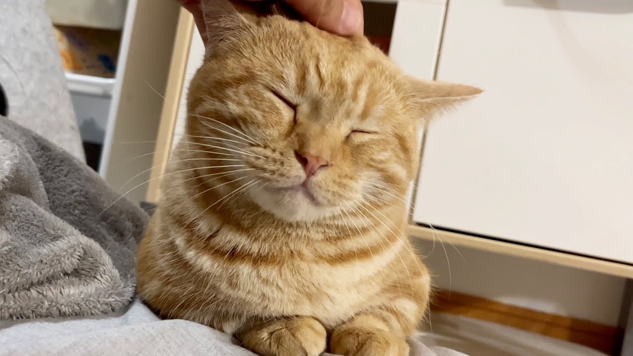 ちゃーぼーは頭を撫でられるのがお好き #猫 #マンチカン - WACOCA PETS