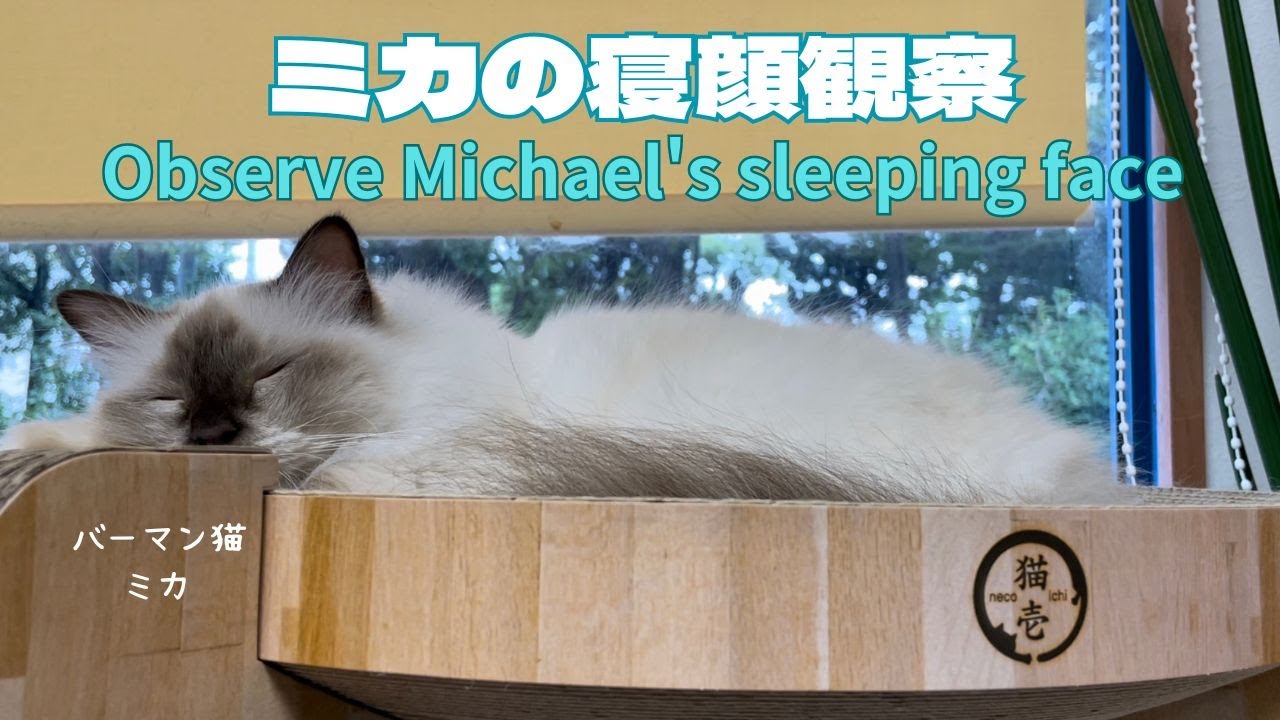 バーマン猫ミカ【ミカの寝顔観察】Observe Michael's sleeping face（バーマン猫）Birman/Cat ...