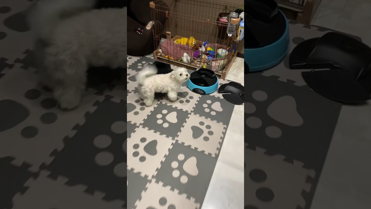 「もっと食わせろ🐶💢」って怒ってる🤣#shorts #可愛い犬 #マルチーズ - WACOCA PETS