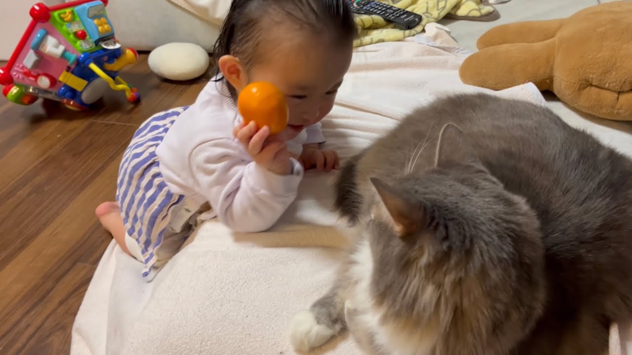 苦手なみかんを持って追いかけてくる二歳児から逃げる猫 ノルウェージャン A cat running away from a child ...