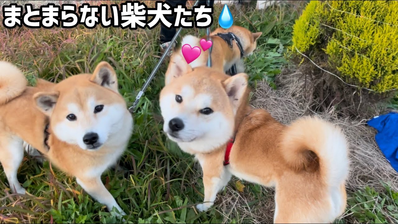 まとまらないのが柴犬らしくておもしろいw - WACOCA PETS