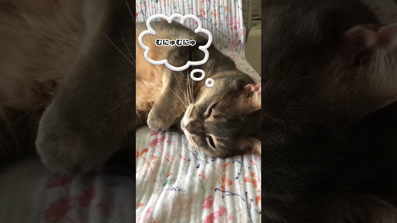 愛おしい！#shorts#猫動画#アビシニアン#cat#まな猫 - WACOCA PETS