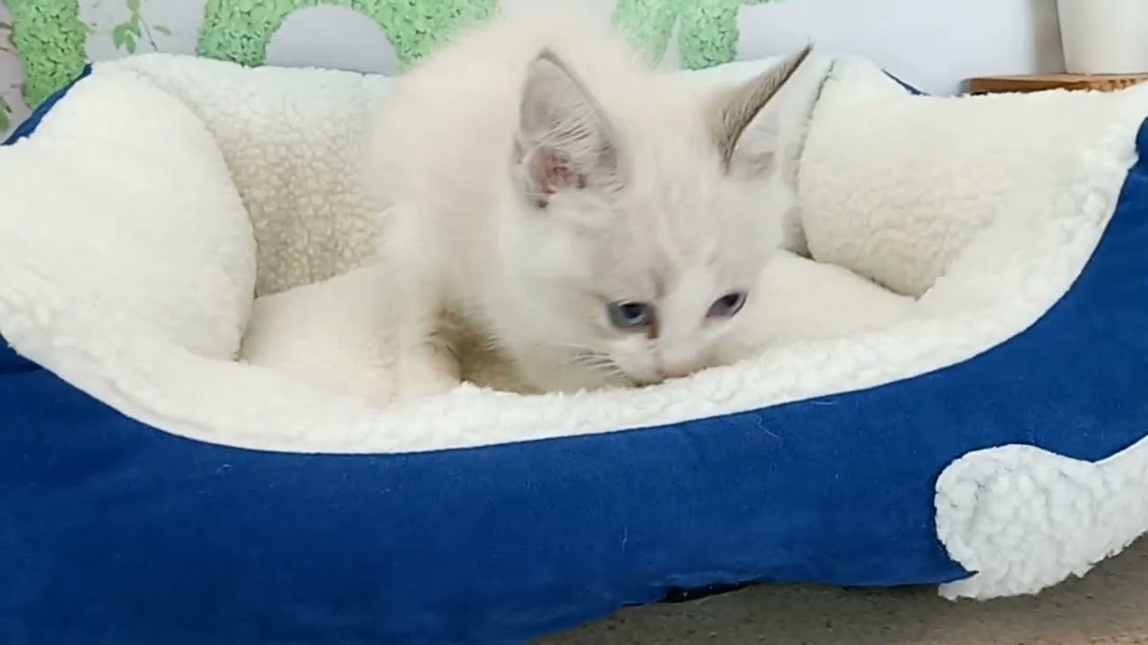 658042 ラグドール - WACOCA PETS