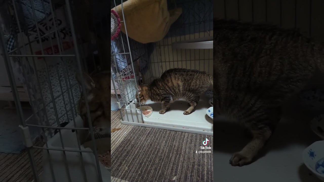 12/3食後のねこさん2（´・ω・`）#猫#cat#ねこ#アビシニアン＃キジトラ - WACOCA PETS