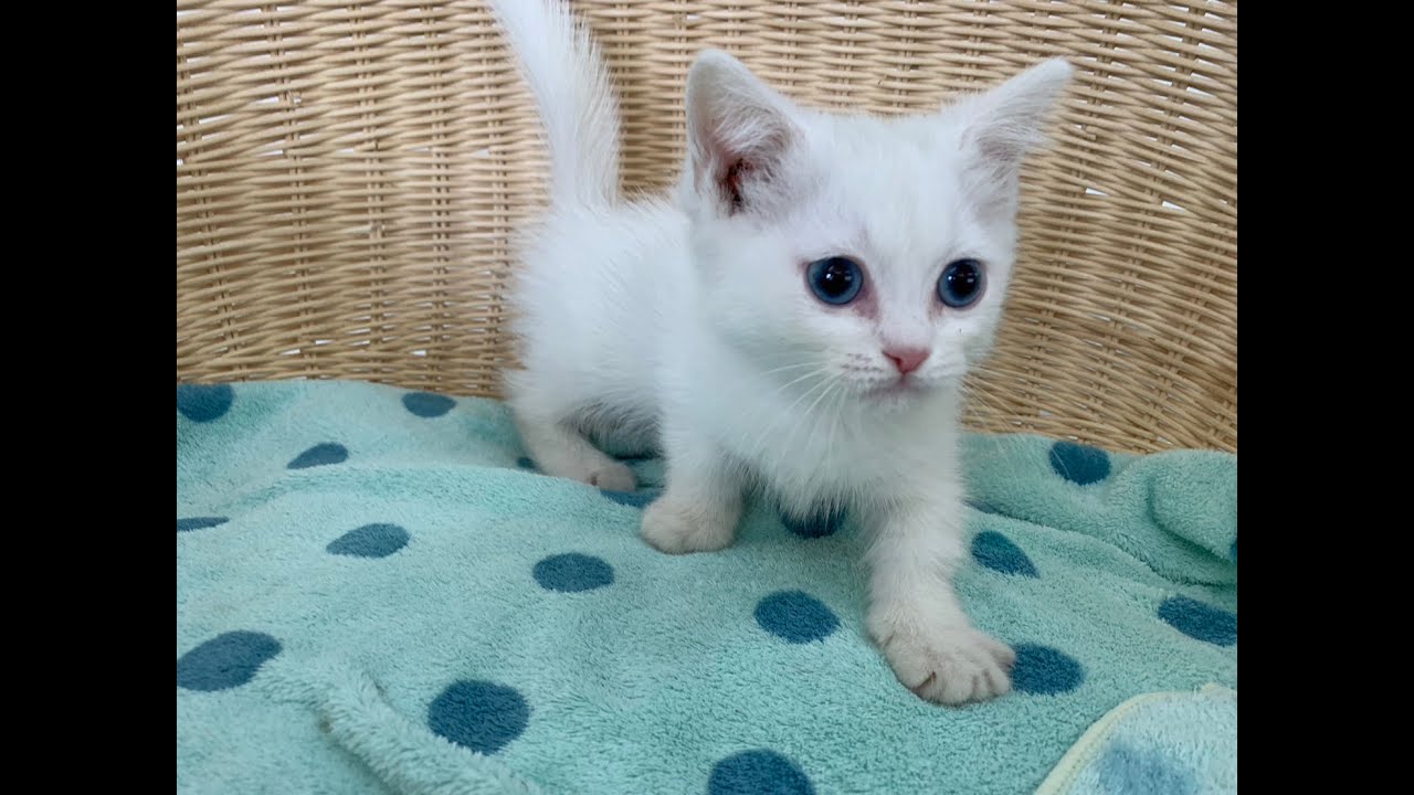 マンチカンちゃん - WACOCA PETS