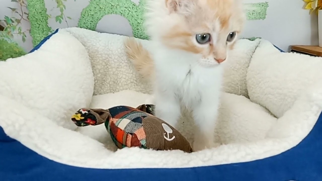 658023 サイベリアン - WACOCA PETS